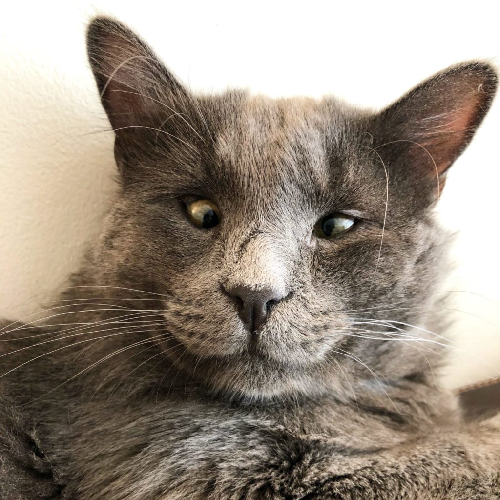 Home | Belarus the Cat