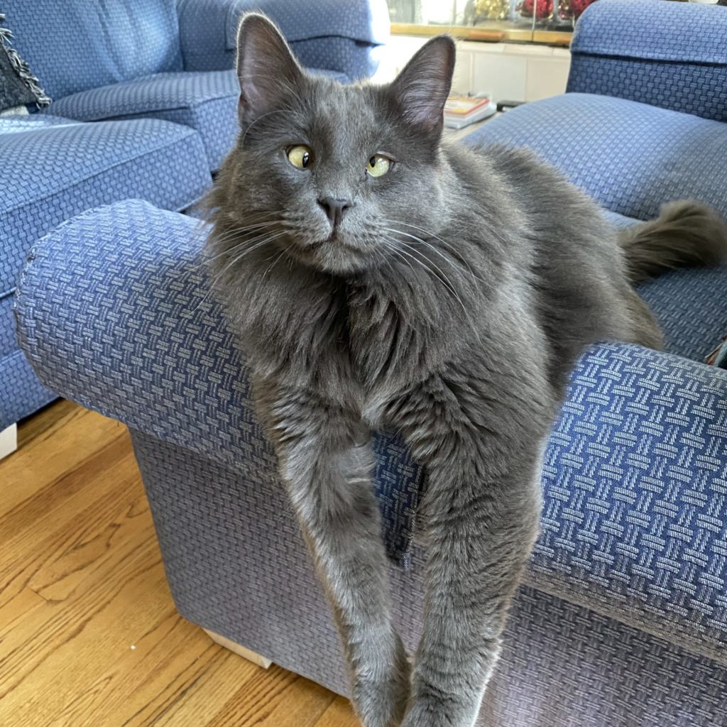 Home | Belarus the Cat